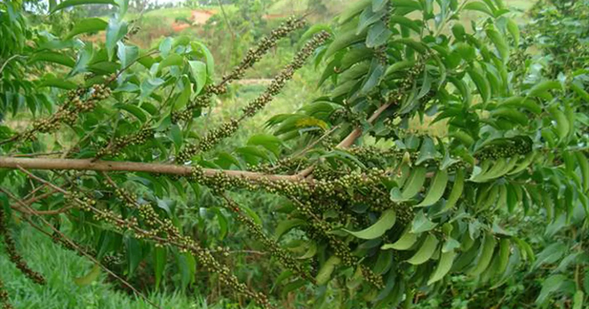 Guaçatonga: para que serve e seus benefícios - Sabedoria Verde