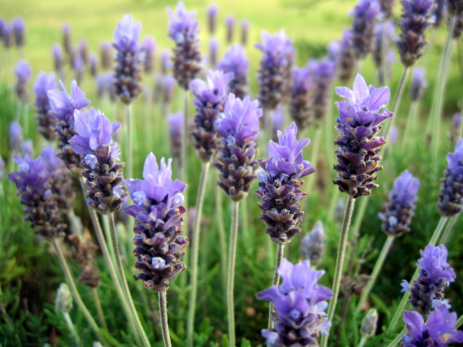 Lavanda: para que serve e benefícios - Sabedoria Verde